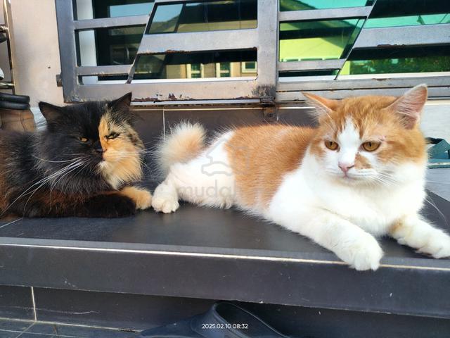 kucing DLH - Pets for sale in Kota Bharu, Kelantan