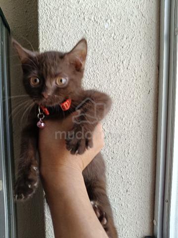 Bsh Chocolate (Cinnamon carrier) - Pets for sale in Kepong, Kuala Lumpur