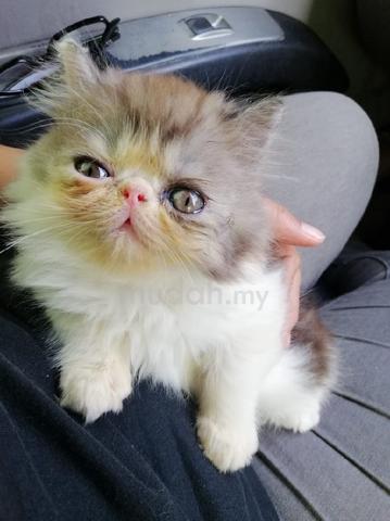 munchkin minuet kitten / anak kucing munchkin - Pets for sale in Bandar ...