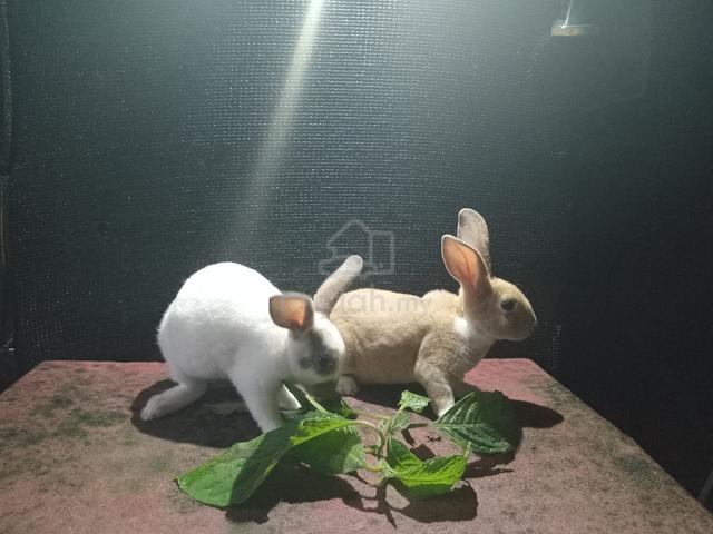 Arnab Rabbit - Pets for sale in Alor Gajah, Melaka