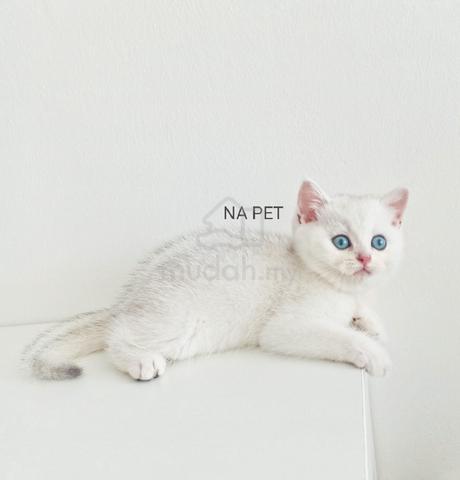 BSH Silver Female - Pets for sale in Johor Bahru, Johor