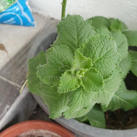 Brazilian Pasli leaf - Hobby & Collectibles for sale in Cyberjaya, Selangor