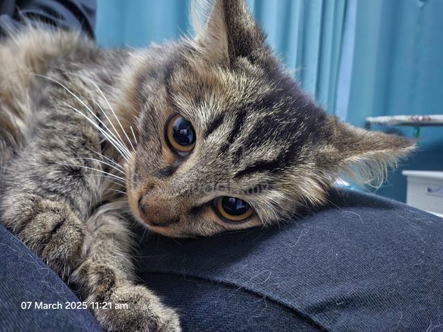 Kucing DLH FOC - Pets for sale in Bukit Katil, Melaka