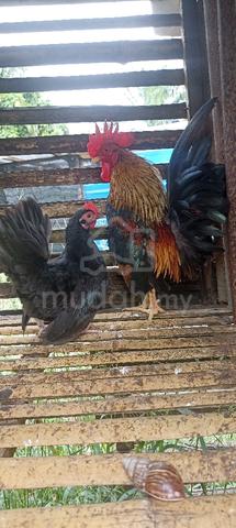 Ayam serama katek - Pets for sale in Kunak, Sabah