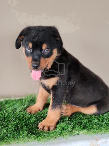 Pure Breed Rottweiler Puppy - Pets for sale in Kuching, Sarawak