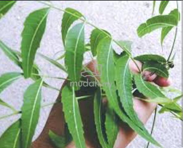 Daun semambu segar-Fresh Neem leaves - Garden Items for sale in Kota ...