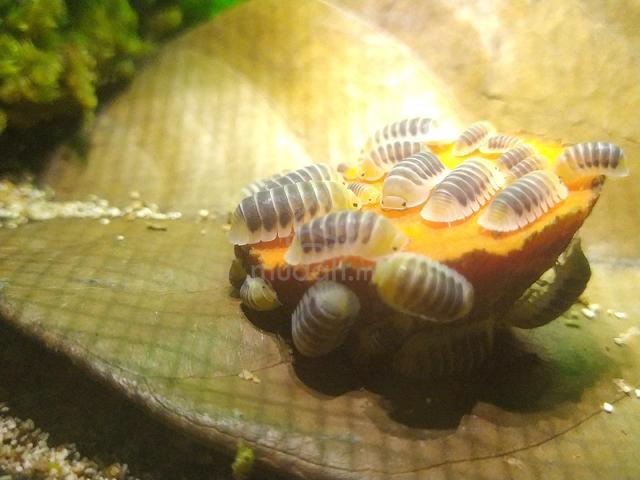 Isopod Cubaris Jupiter - Pets for sale in Kota Kinabalu, Sabah