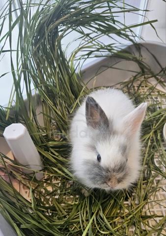 Young Female Dwarf Angora Rabbit - Pets for sale in Ara Damansara, Selangor