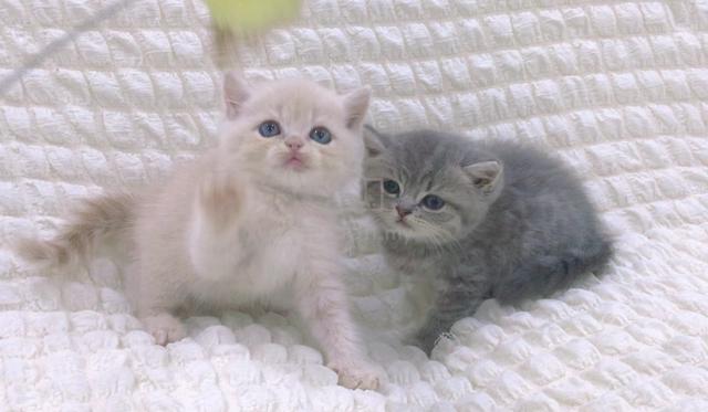 Cream Kitten Bsh British Shorthair cat - Pets for sale in Tebrau, Johor