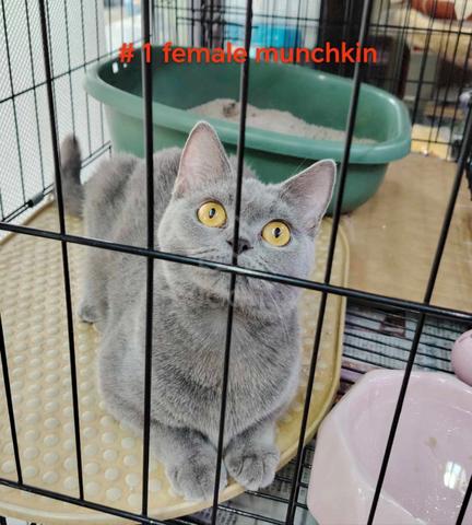 Munchkin female Baka Besar - Pets for sale in Alor Setar, Kedah