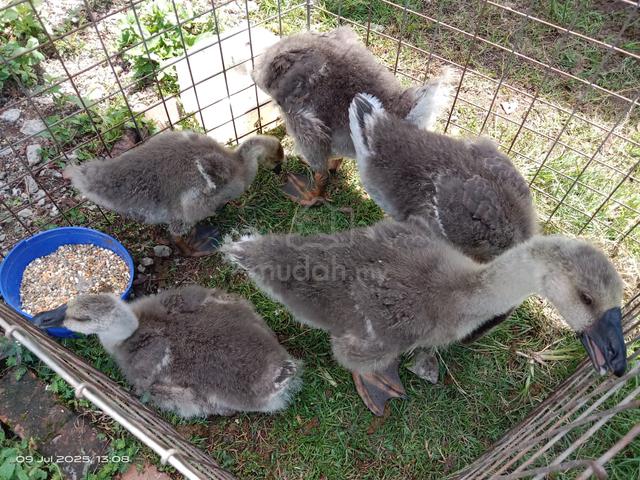 Anak Angsa - Pets for sale in Umbai, Melaka