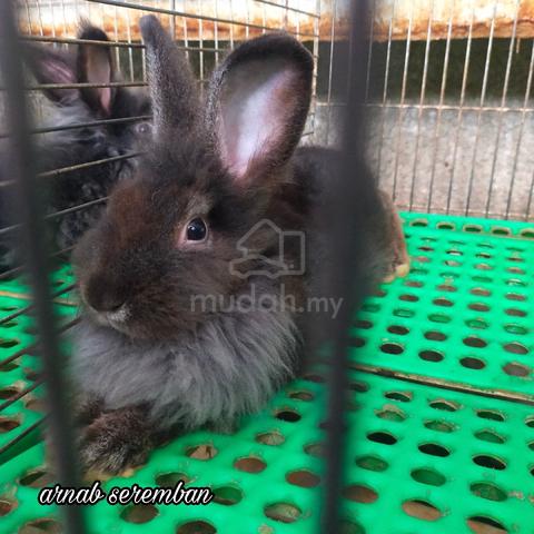 arnab - Pets for sale in Sikamat, Negeri Sembilan