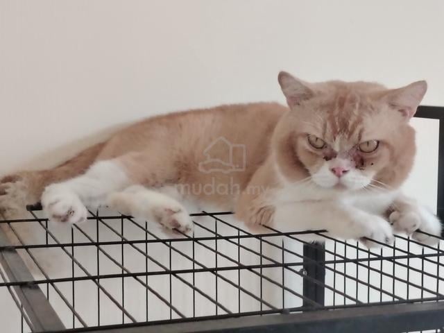 BSH British Shorthair Bicolor Male - Pets for sale in Ujong Pasir, Melaka