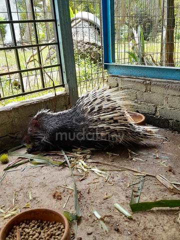 Landak Raya/porcupine - Pets for sale in Bandar Pusat Jengka, Pahang