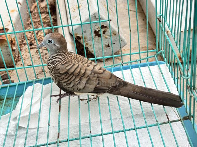 Merbok kampung / zebra dove - Pets for sale in Cyberjaya, Selangor