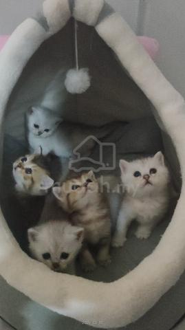 Bsh Silver & BSH golden kitten - Pets for sale in Johor Bahru, Johor