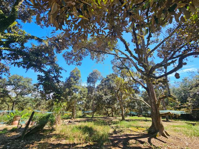 Agricultural Land for Sale, 10 Acre(s), Machap, Melaka | Mudah.my