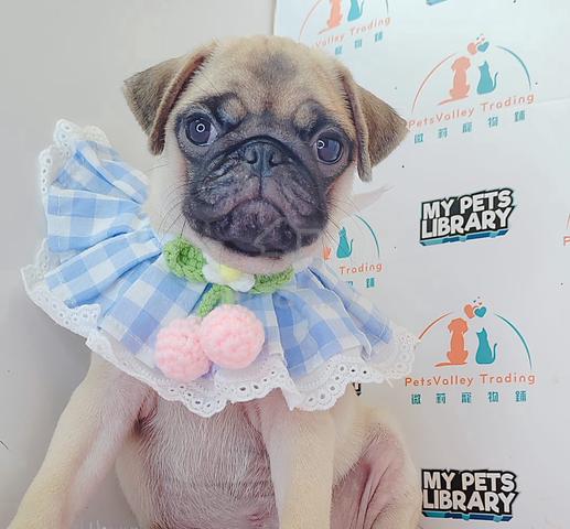 Super Fatty Pug Puppy Dog Pet *yu.074 - Pets for sale in Puchong, Selangor