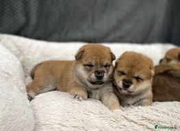 W18 bright-eyed mame inu puppy dog - Pets for sale in Puchong, Kuala Lumpur