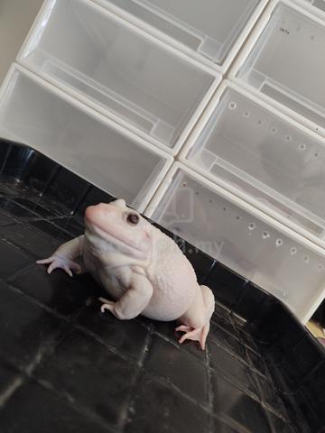 Leucistic Bull Frog - Pets for sale in Others, Penang