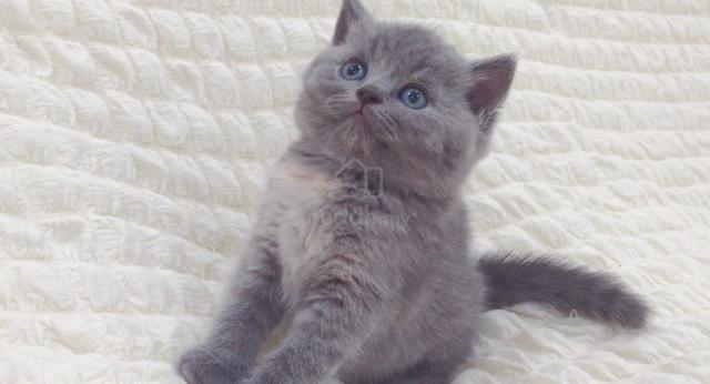 Female kitten bsh British Shorthair Cream blue - Pets for sale in Johor ...