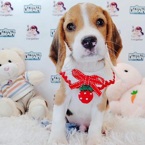 Beagle Smart and Sweet *UA915 - Pets for sale in Puchong, Selangor