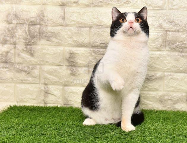 Scottish Fold Mix Siamese jantan - Pets for sale in Kajang, Selangor