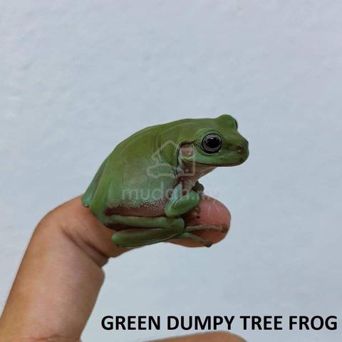 Dumpy Tree Frog - Pets for sale in Kangar, Perlis