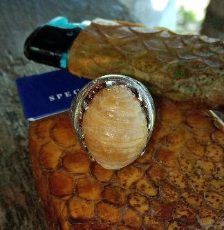 Buntat batu bambu - Hobby & Collectibles for sale in Kota Kinabalu, Sabah