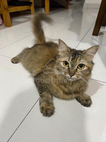 kucing untuk d rehome - Pets for sale in Sungai Petani, Kedah
