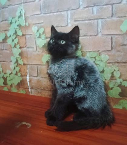 Kucing cantik - Pets for sale in Jelutong, Penang