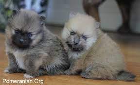 Z166 spotted pomeranian puppy dog - Pets for sale in Puchong, Kuala Lumpur