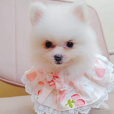 Mini size Tiny Mini Pomeranian Puppy Dog *MY0411 - Pets for sale in ...