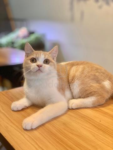 bsh british shorthair bicolour kitten male cat - Pets for sale in Rasah ...