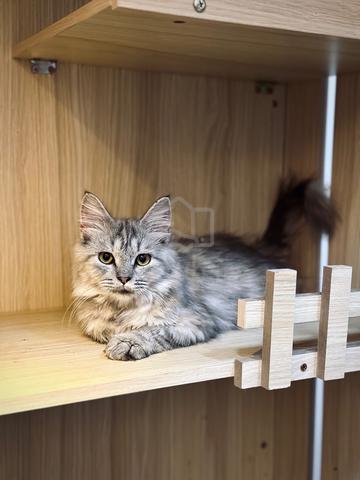 Kucing Mainecoon Mix DLH - Pets for sale in Seremban, Negeri Sembilan