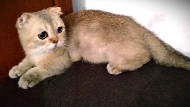 Munchkin - Golden fold (Offer) - Pets for sale in Kuching, Sarawak