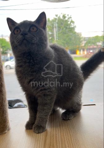 british short hair bsh blue female - Pets for sale in Ipoh, Perak