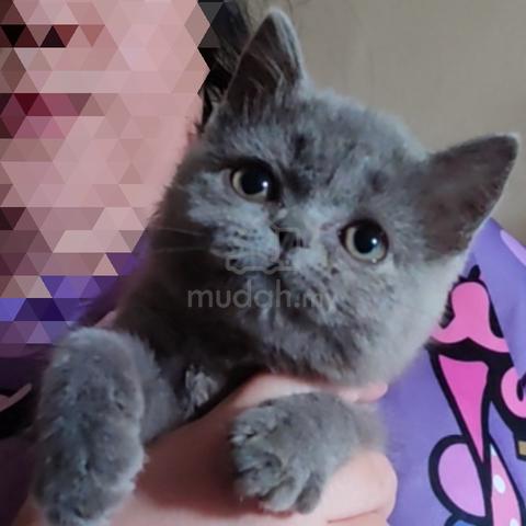 Purebreed BSH kitten Blue British shorthair - Pets for sale in Ampang ...