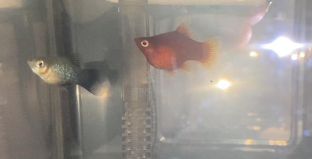 Betta Dumbo Salamander + Platy Fish (Pair) + Gifts - Pets for sale in ...