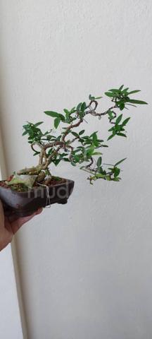 Bonsai Jeliti / santalia / sui mei (mini size) - Garden Items for sale ...