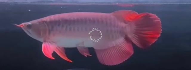 Sepauk arowana - Pets for sale in Balakong, Selangor