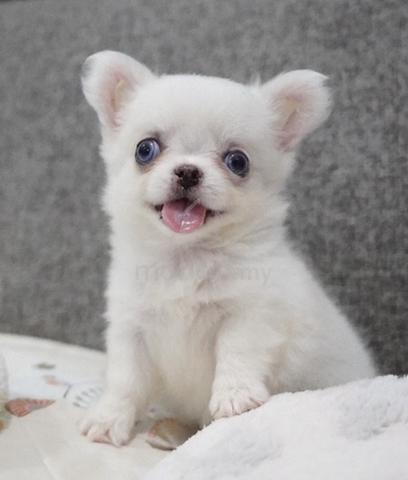 CHIHUAHUA PUPPIES F61 Head Apple ♡ FEMALE - Pets for sale in Klang ...