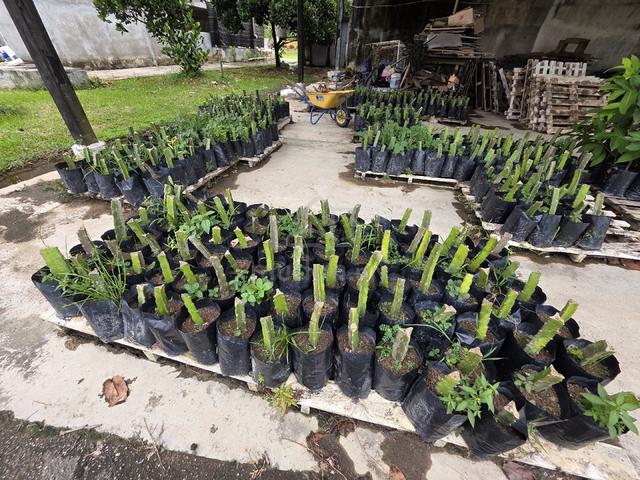 Dragon Fruit Tree_Benih Pokok Naga - Garden Items for sale in Taiping ...