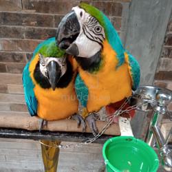 Burung BnG macaw Parrot - Pets for sale in Others, Johor