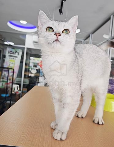 BSH British Shorthair Female Silver Baka Besar - Pets for sale in Alor ...