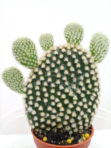 Real footprint rabbit ear cactus - Garden Items for sale in Bayan Lepas ...