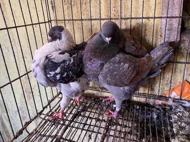 english modena - Pets for sale in Cherang Ruku, Kelantan