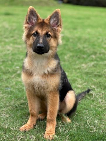 Big Big German Shepherd GSD*UA1109 - Pets for sale in Puchong, Selangor