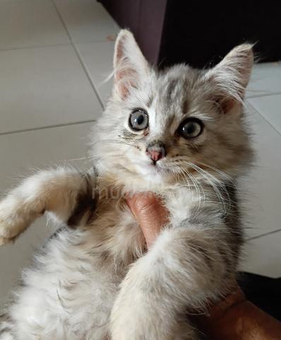 Female DLH Kitten - Pets for sale in Bandar Saujana Putra, Selangor