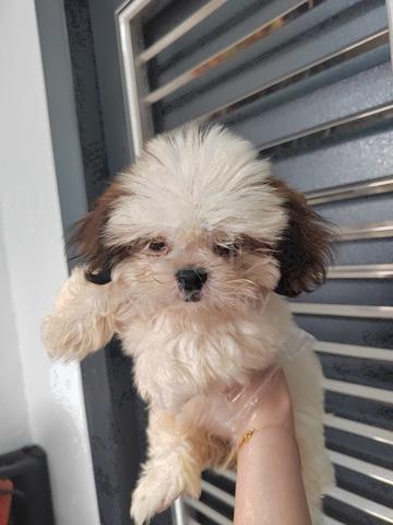 Shih tzu tri color - Pets for sale in Ambang Botanic, Selangor